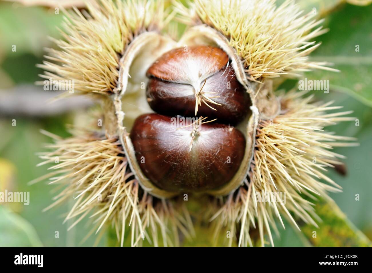 Castagne nei boschi immagini e fotografie stock ad alta risoluzione - Alamy