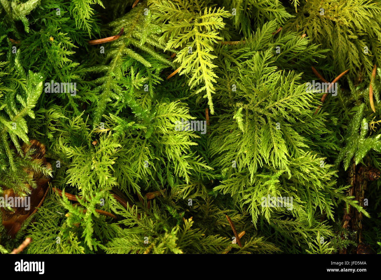 Muschio di tamerici comune immagini e fotografie stock ad alta ...