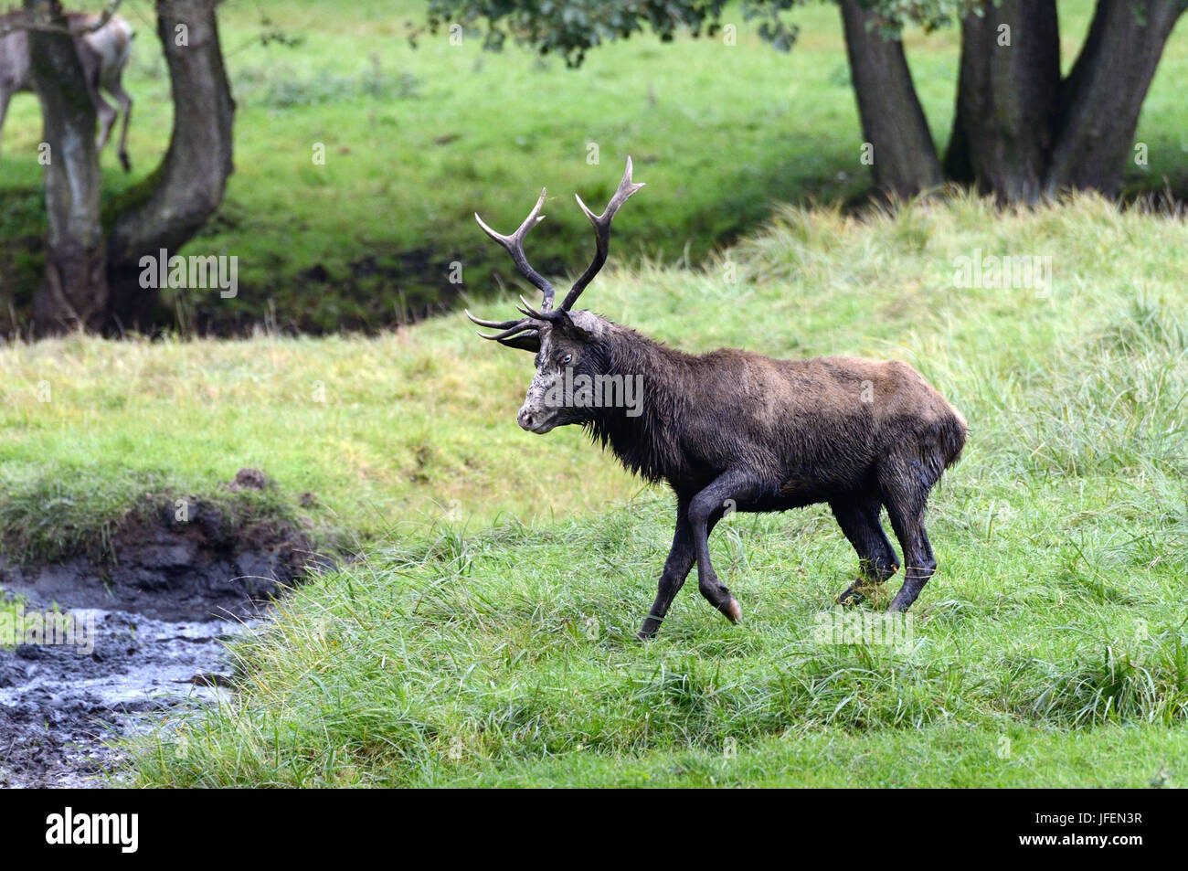 Stagione degli amori dei cervi rossi immagini e fotografie stock ad ...
