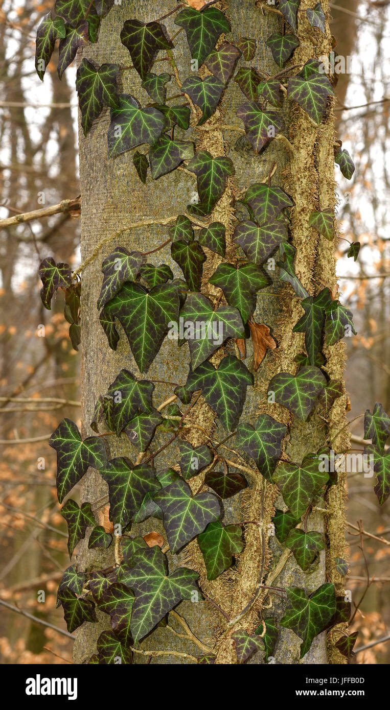 Rampicante comune immagini e fotografie stock ad alta risoluzione - Alamy