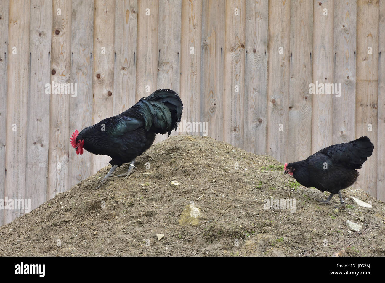 Gallina australorp immagini e fotografie stock ad alta risoluzione - Alamy