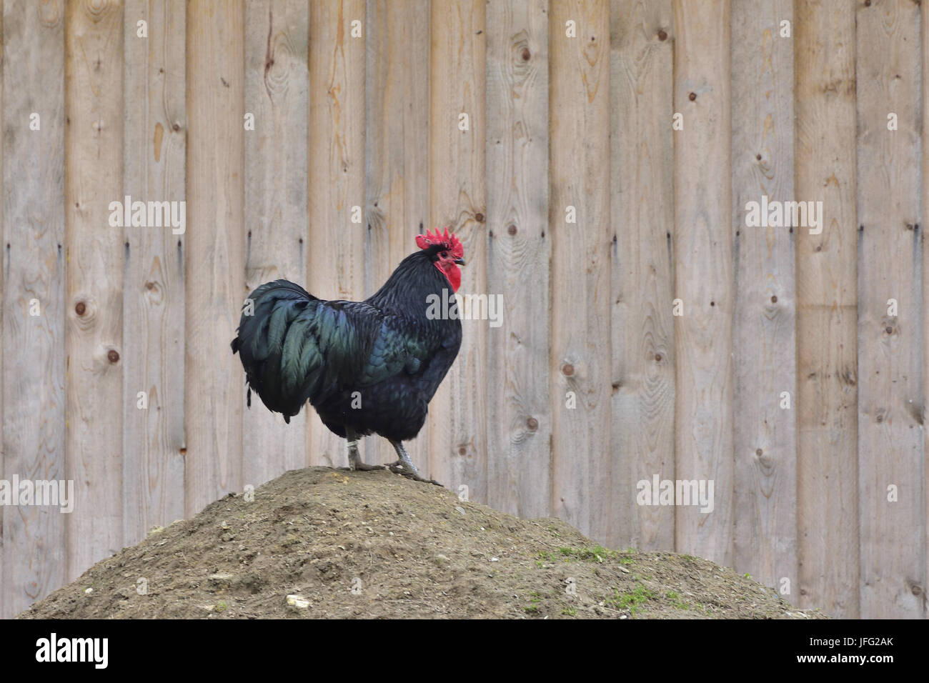 Gallina australorp immagini e fotografie stock ad alta risoluzione - Alamy