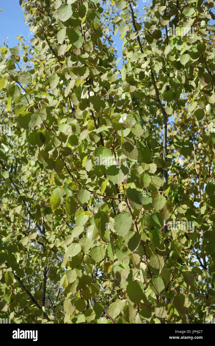 Corteccia di populus tremula immagini e fotografie stock ad alta ...