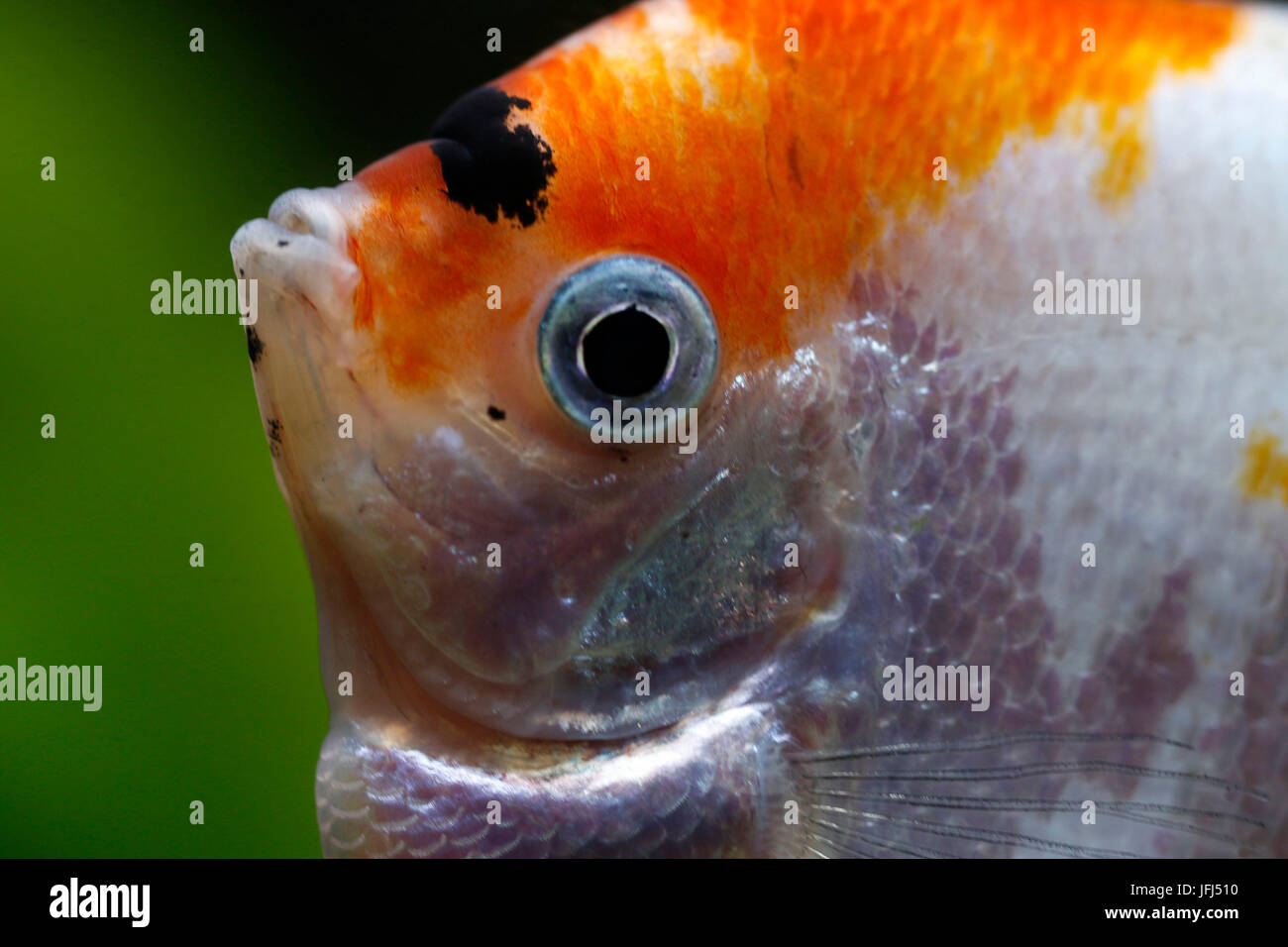 Pterophyllum Scalare Fish Immagini e Fotos Stock - Alamy