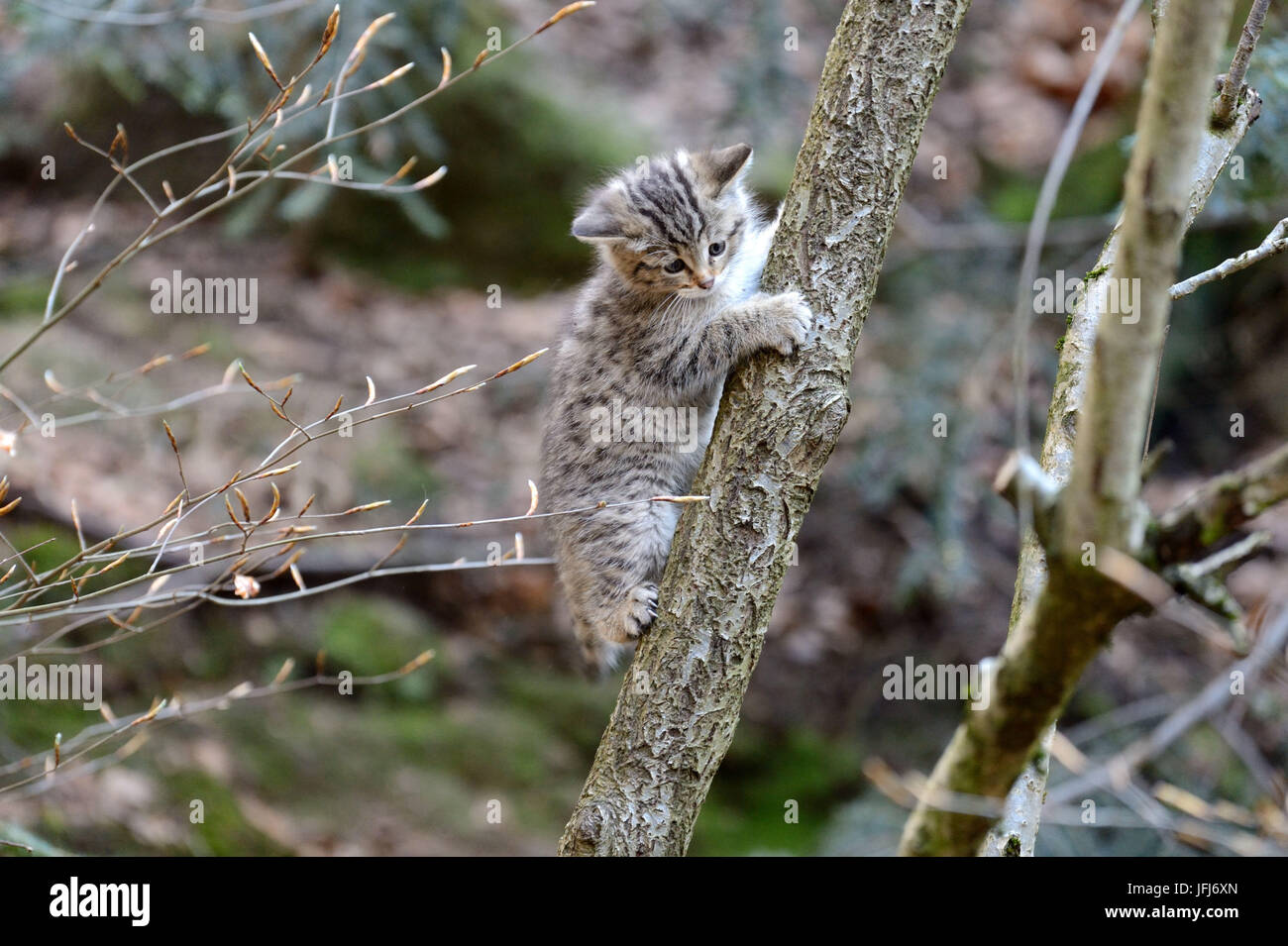 Giovani animali si arrampica sul tronco d'albero immagini e fotografie ...