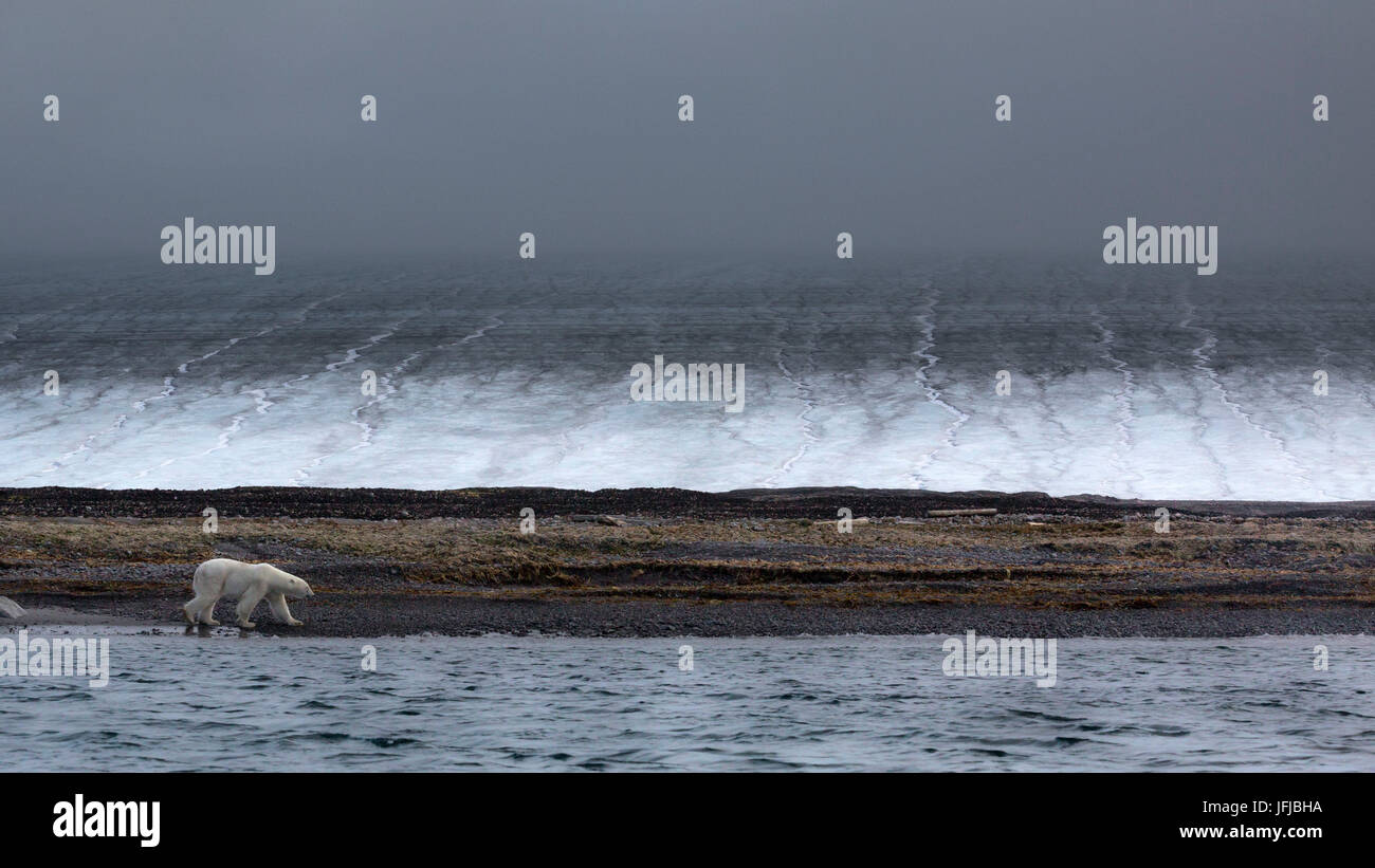 Un orso polare passeggiate lungo una spiaggia nella remota isola ...
