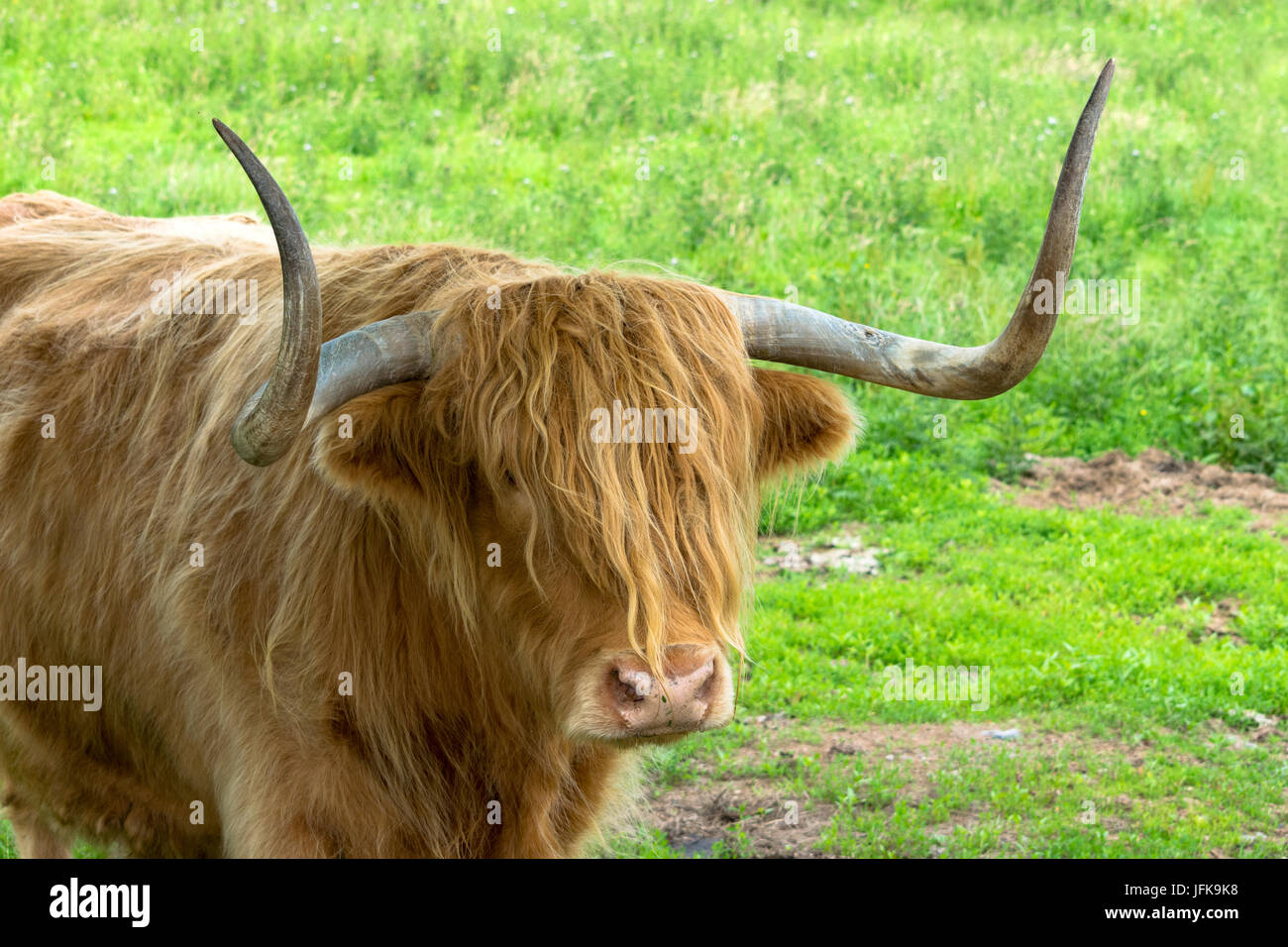 Highlander cows immagini e fotografie stock ad alta risoluzione - Alamy