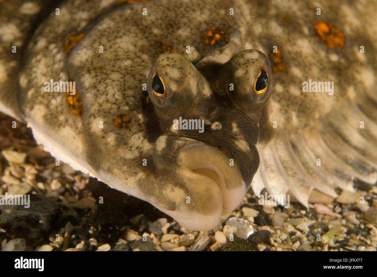 Pesce passera europea immagini e fotografie stock ad alta risoluzione ...