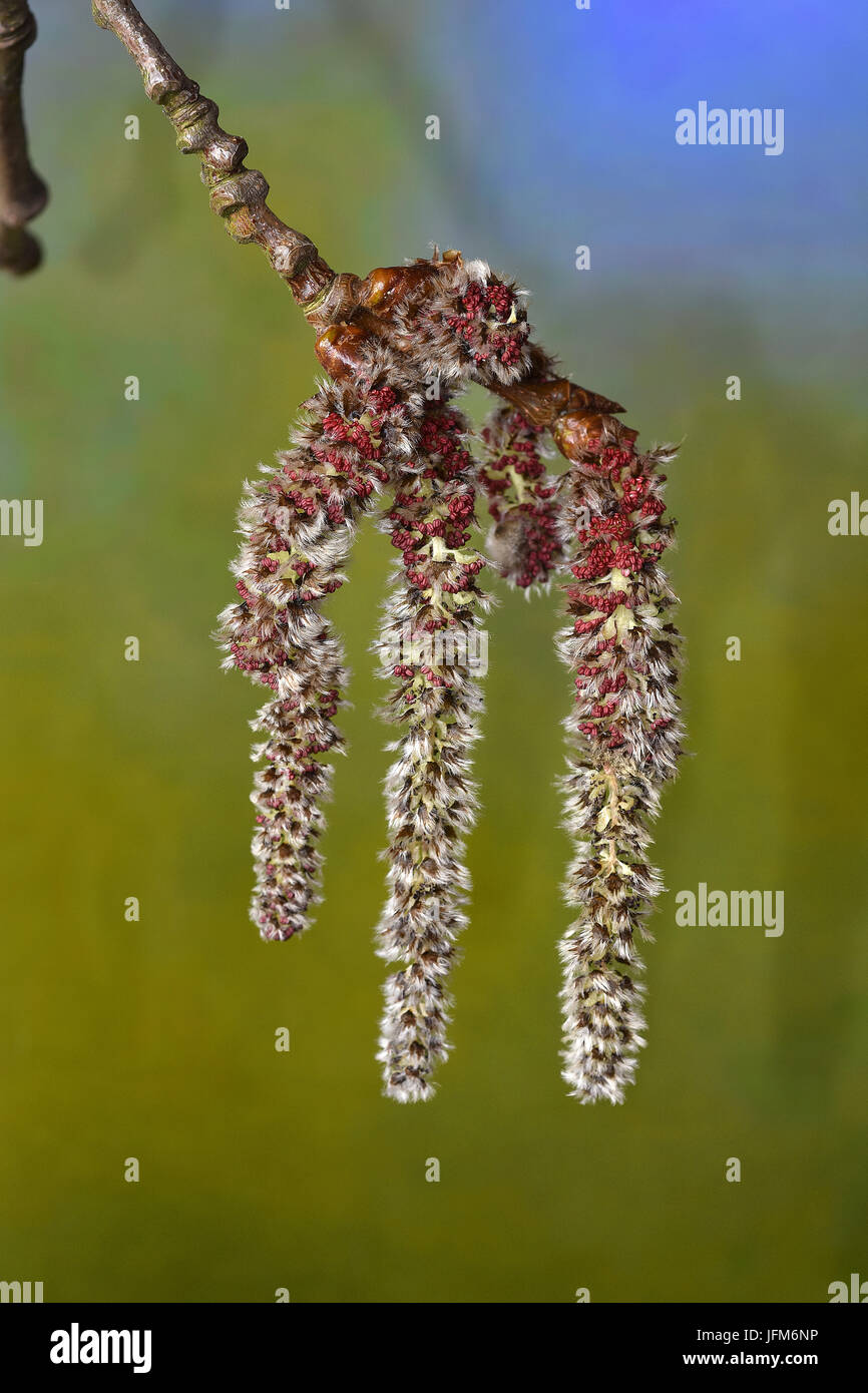 Polline di pioppo immagini e fotografie stock ad alta risoluzione - Alamy