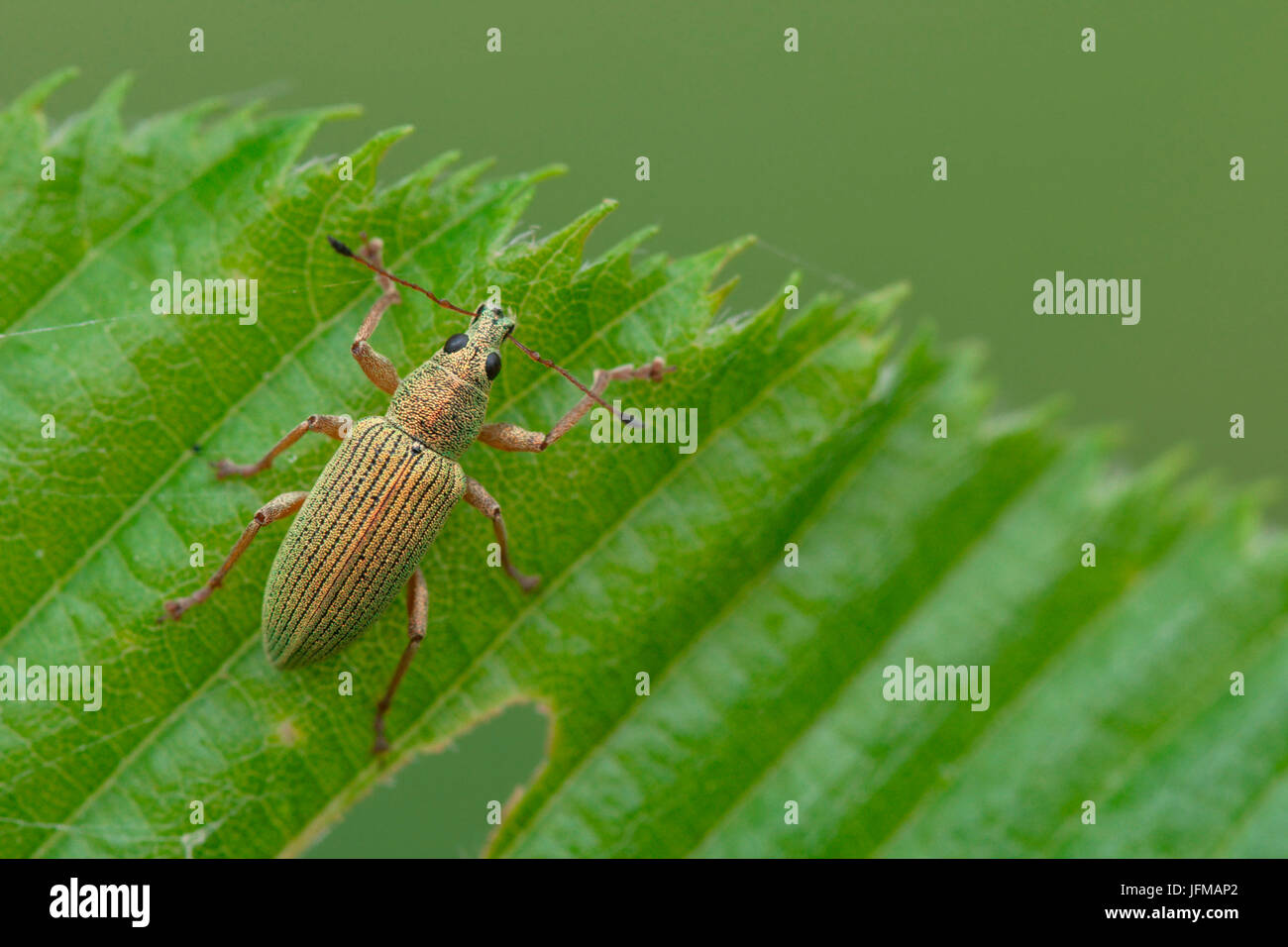 Polidrusus formosus immagini e fotografie stock ad alta risoluzione - Alamy