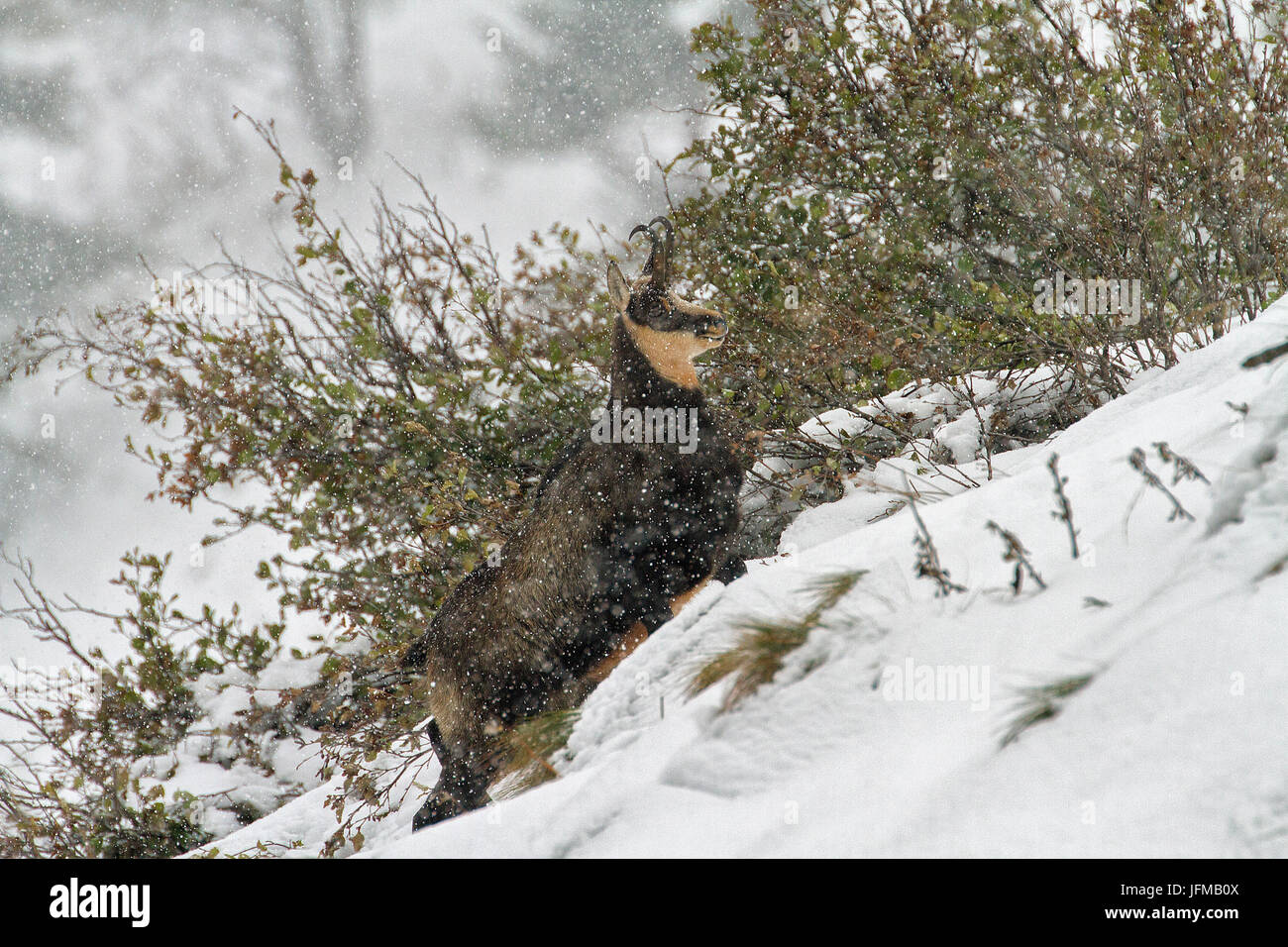 Fauna selvatica delle alpi immagini e fotografie stock ad alta ...