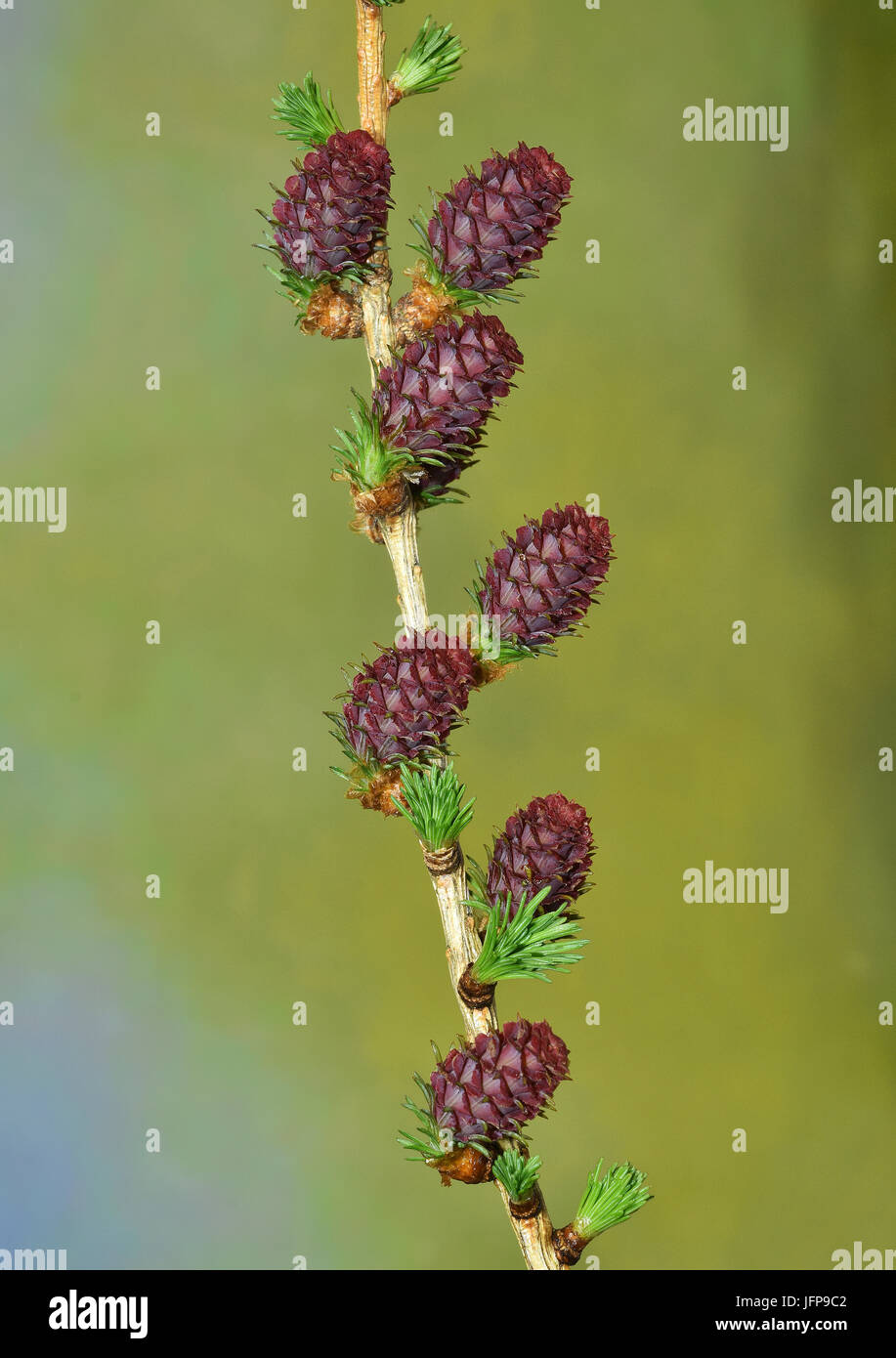 Larice foglia immagini e fotografie stock ad alta risoluzione - Alamy
