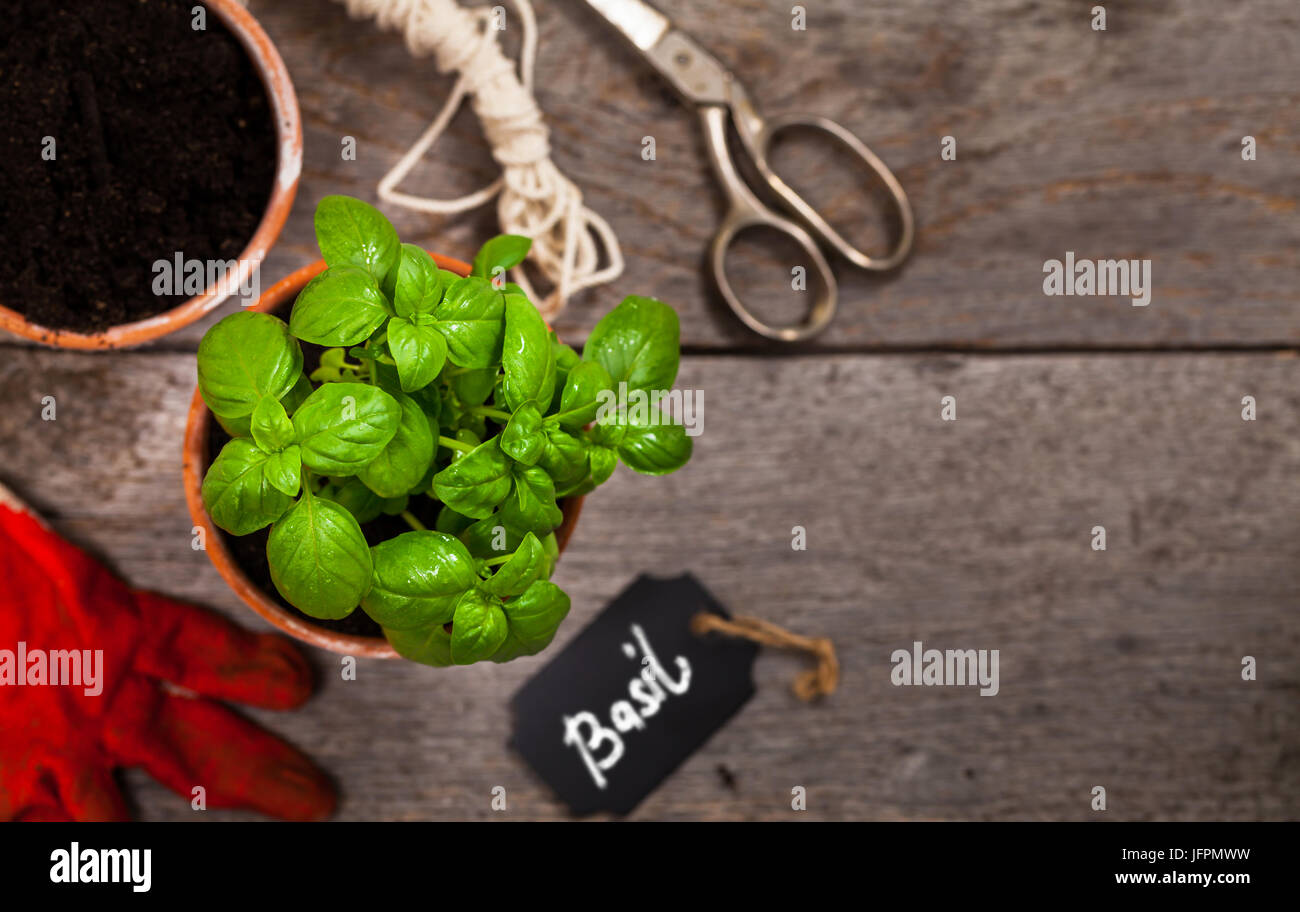 Piante di basilico verde immagini e fotografie stock ad alta ...