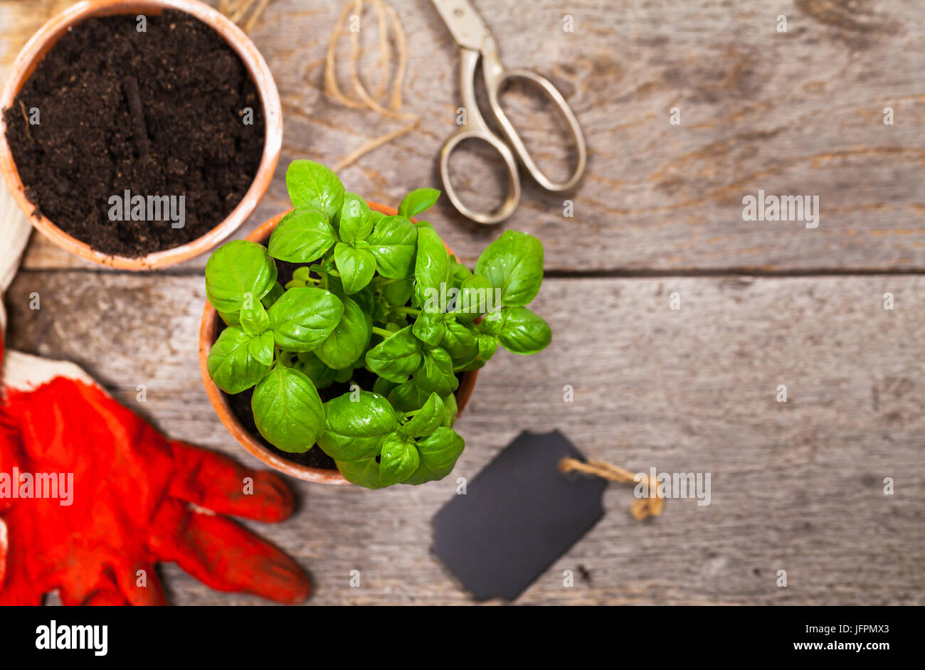 Piante di basilico verde immagini e fotografie stock ad alta ...