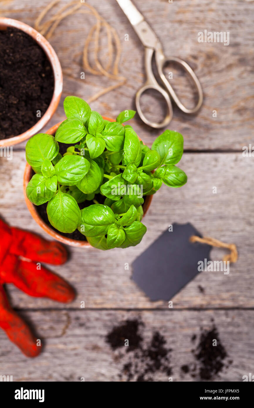 Piante di basilico verde immagini e fotografie stock ad alta ...