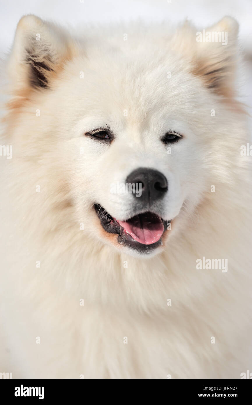 Laika il cane immagini e fotografie stock ad alta risoluzione - Alamy