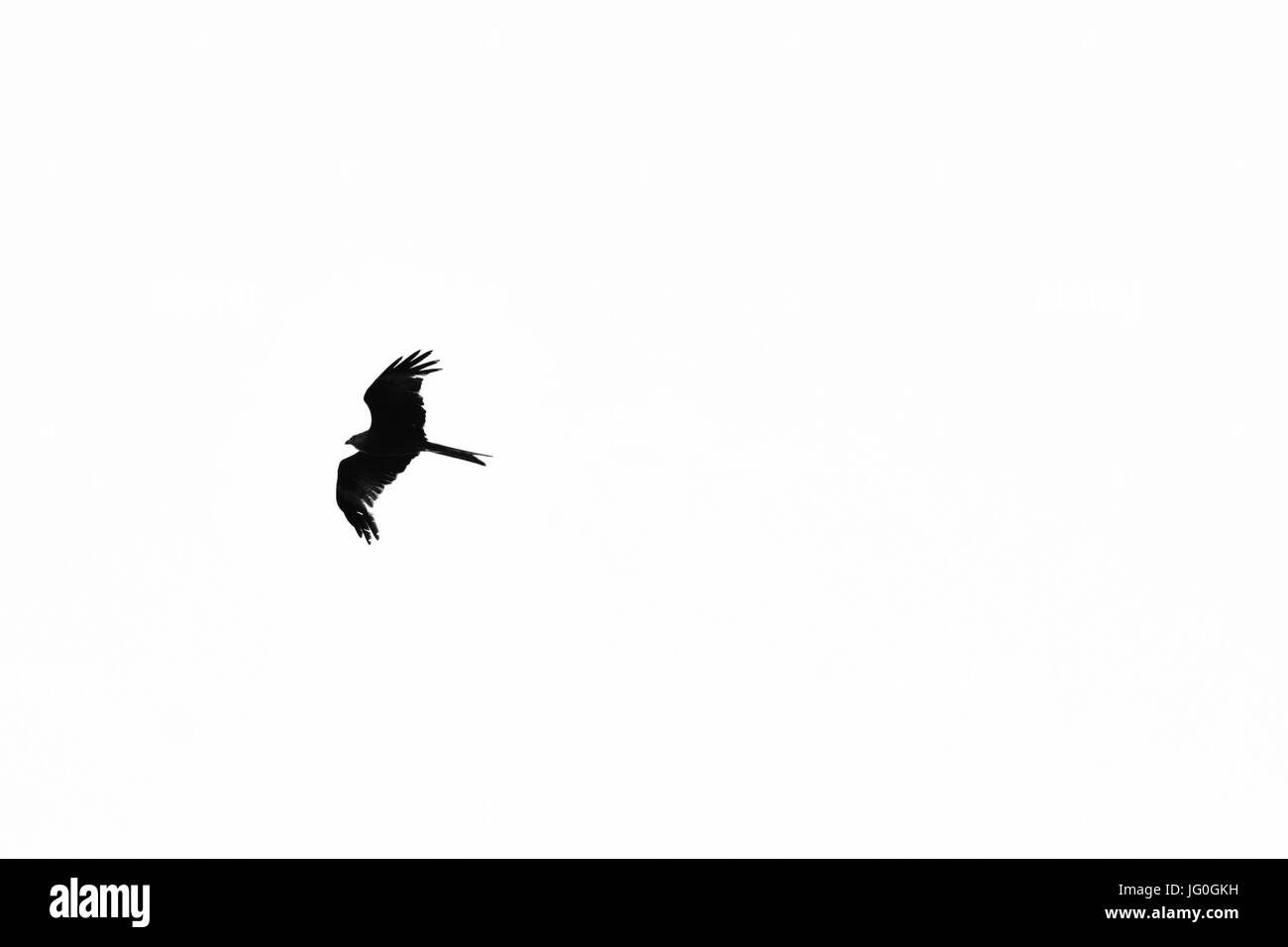 Silhouette di poiana rapace in volo Foto stock - Alamy