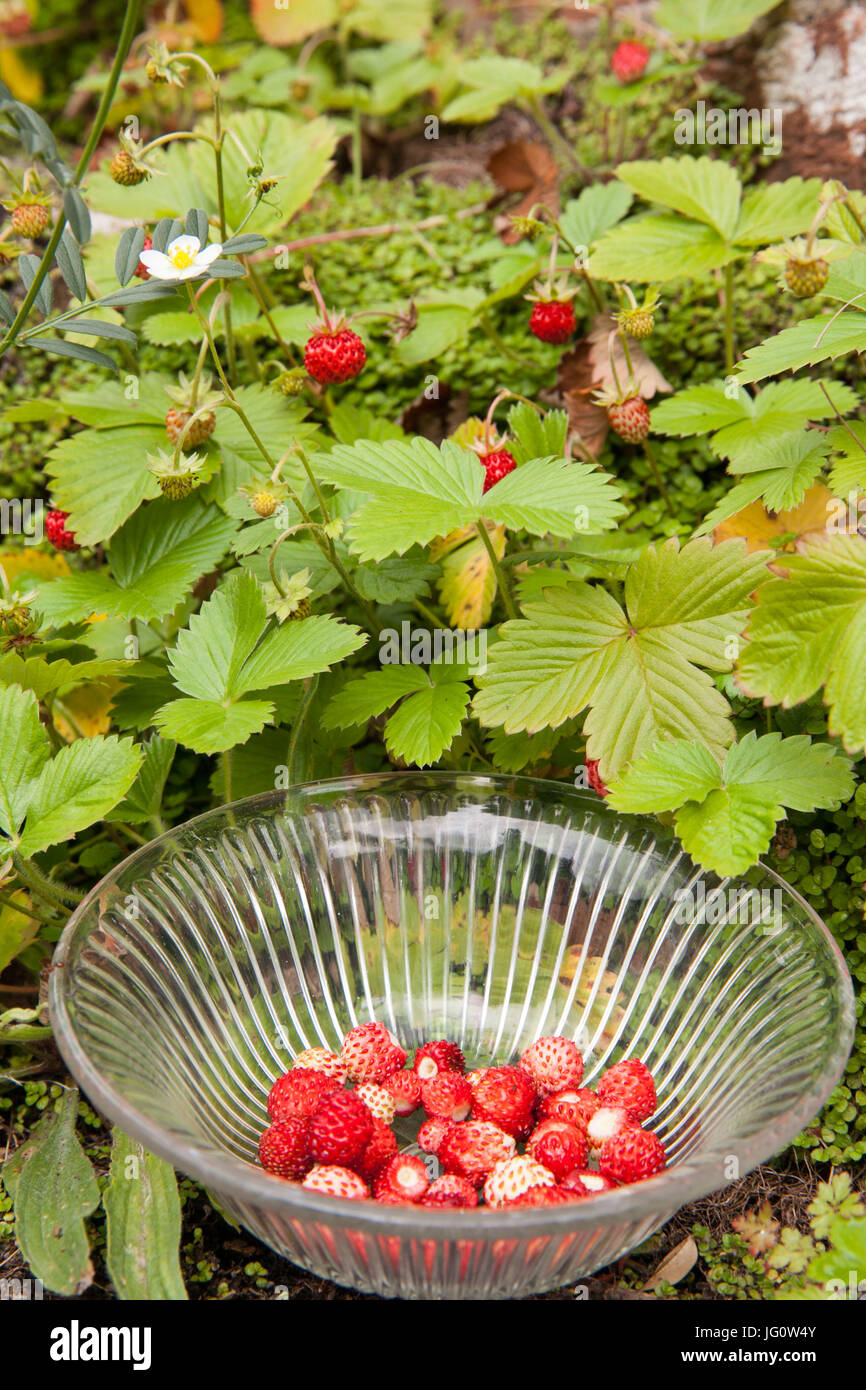 Fragoline di bosco in un vintage ciotola di vetro, le piante crescono ...