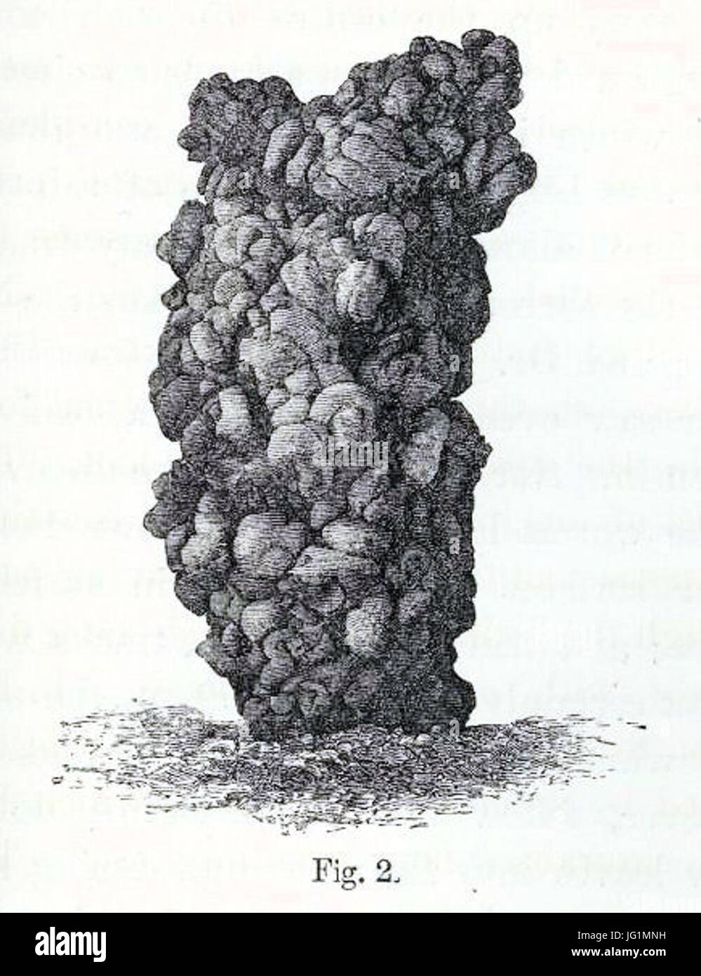 Anatomia del lombrico immagini e fotografie stock ad alta risoluzione - Alamy