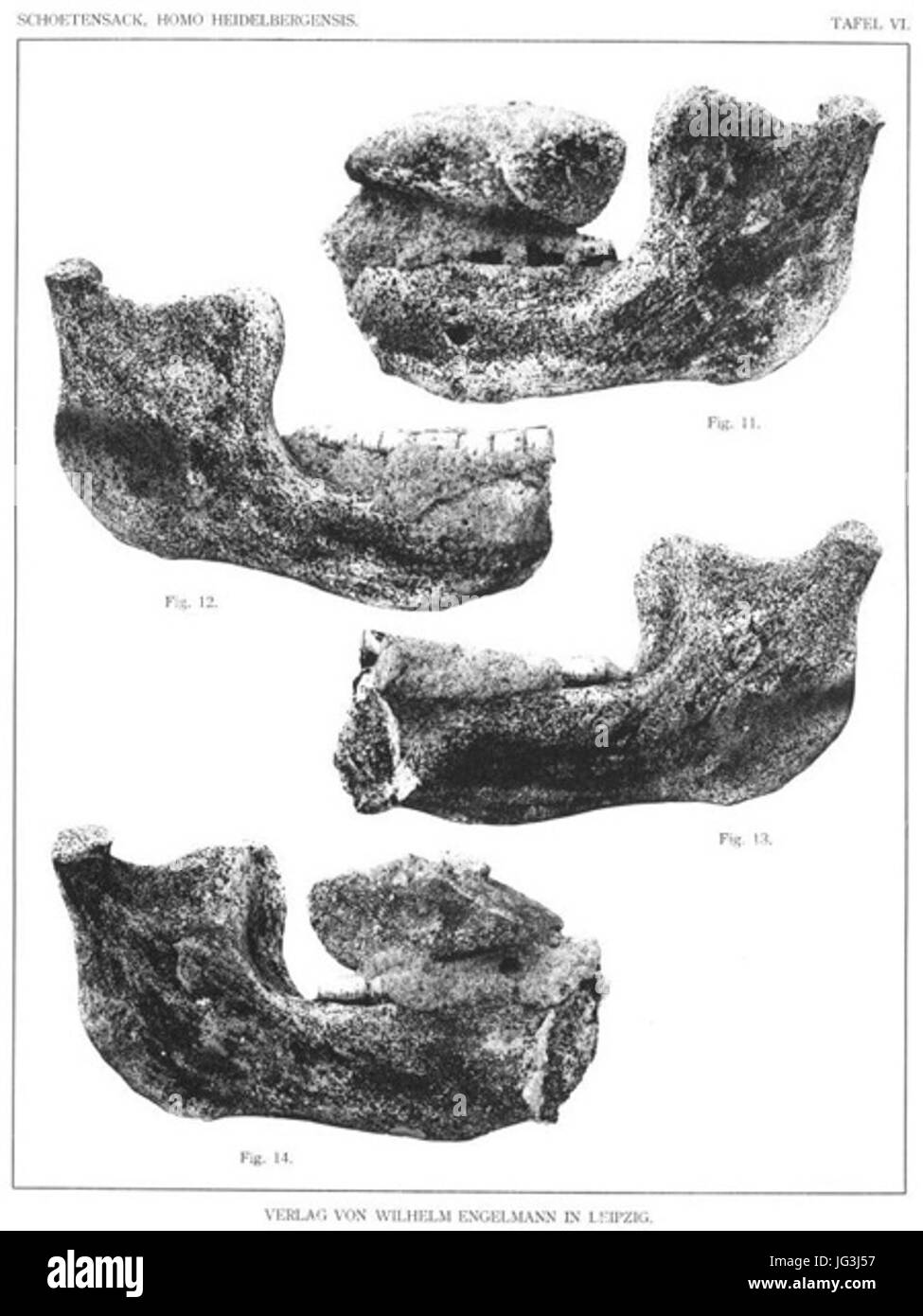 Homo heidelbergensis Foto e Immagini Stock in Bianco e Nero - Alamy