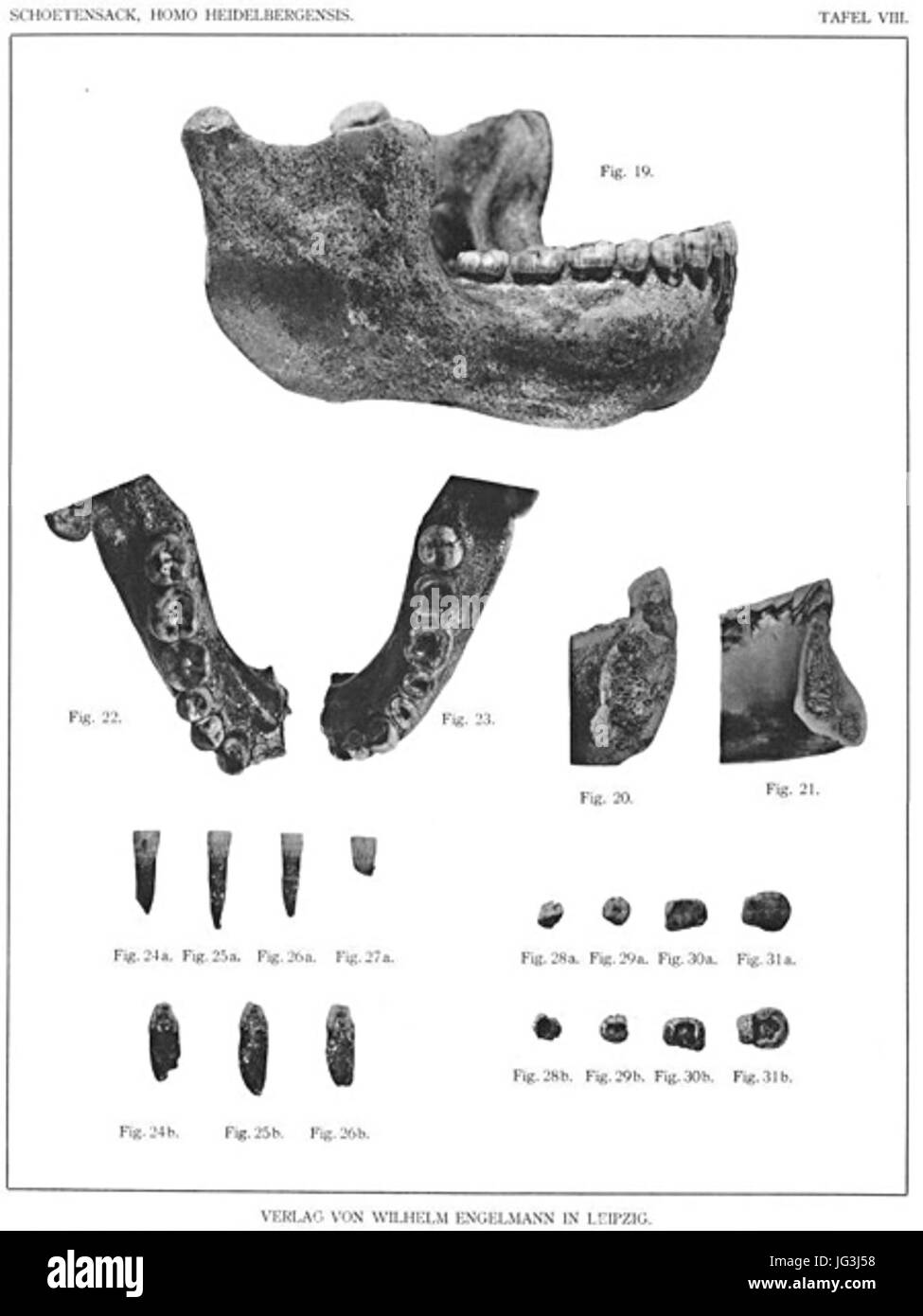 Homo heidelbergensis Foto e Immagini Stock in Bianco e Nero - Alamy