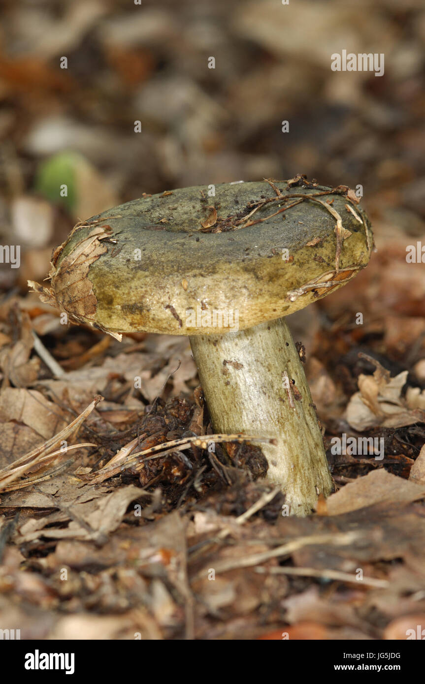 Lactarius turpis immagini e fotografie stock ad alta risoluzione - Alamy