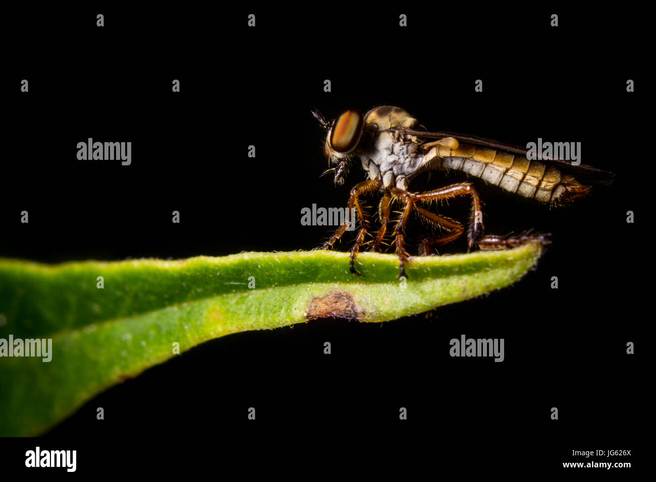 La rapina immagini e fotografie stock ad alta risoluzione - Alamy