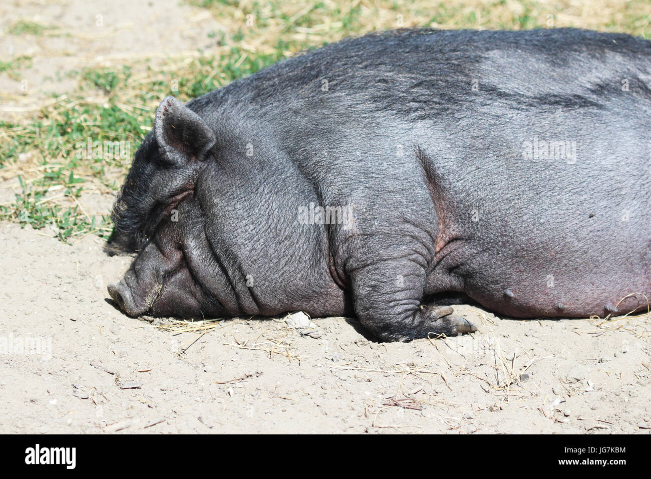 Scrofa domesticus immagini e fotografie stock ad alta risoluzione - Alamy