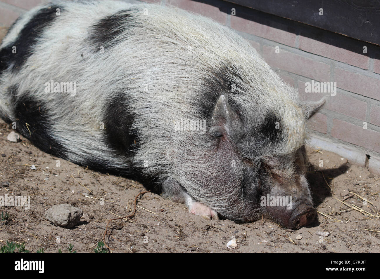 Maiale sus scrofa immagini e fotografie stock ad alta risoluzione - Alamy