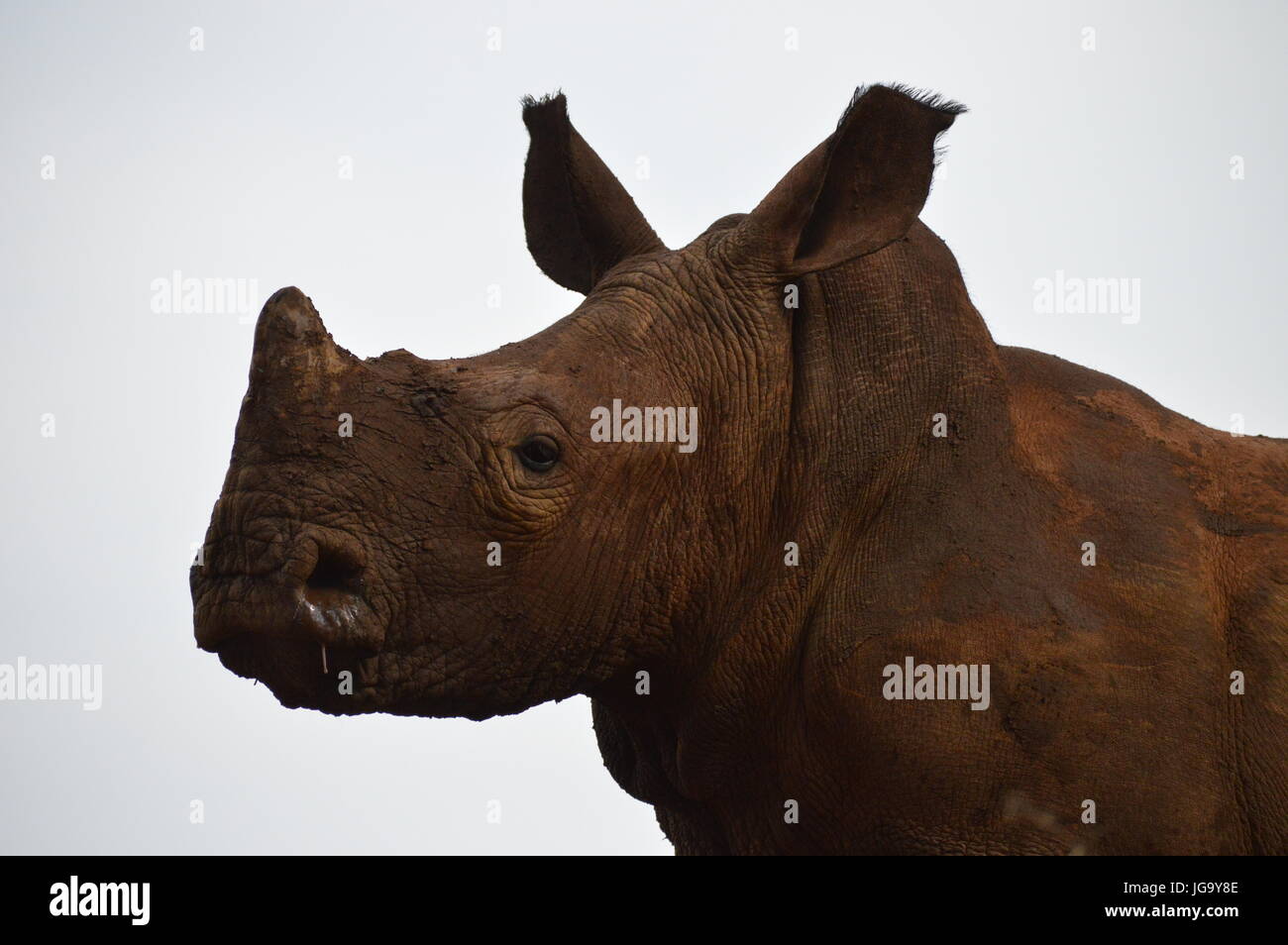 Rinoceronte orfano immagini e fotografie stock ad alta risoluzione - Alamy