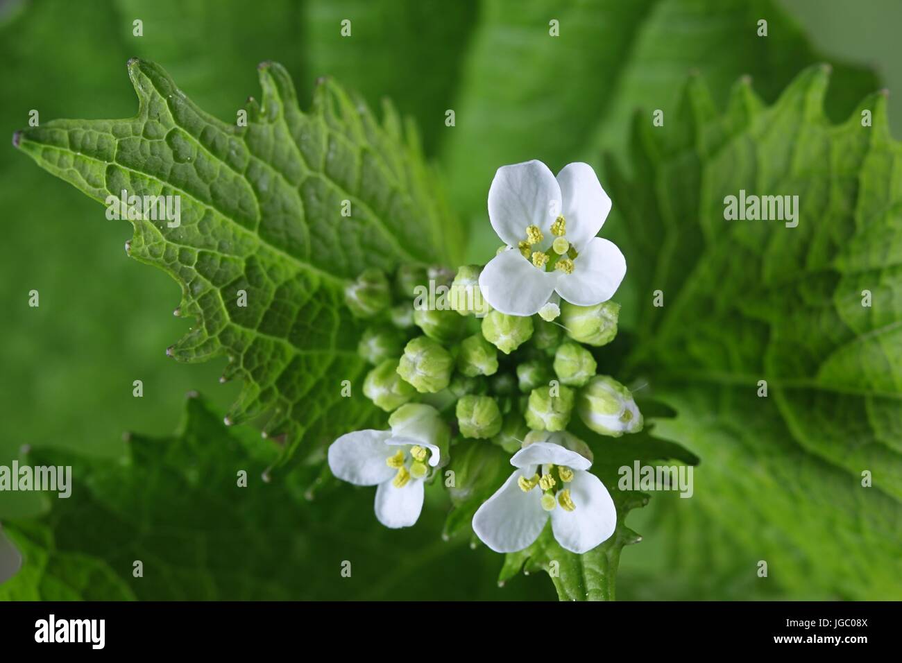 Pianta di senape selvatica immagini e fotografie stock ad alta ...