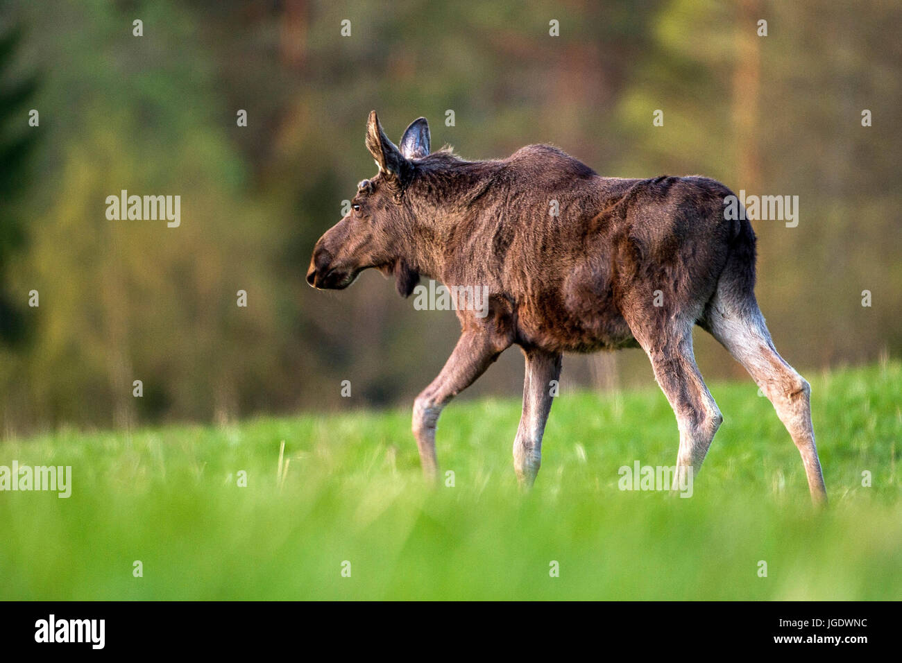 Aussen aussenaufnahme immagini e fotografie stock ad alta risoluzione ...