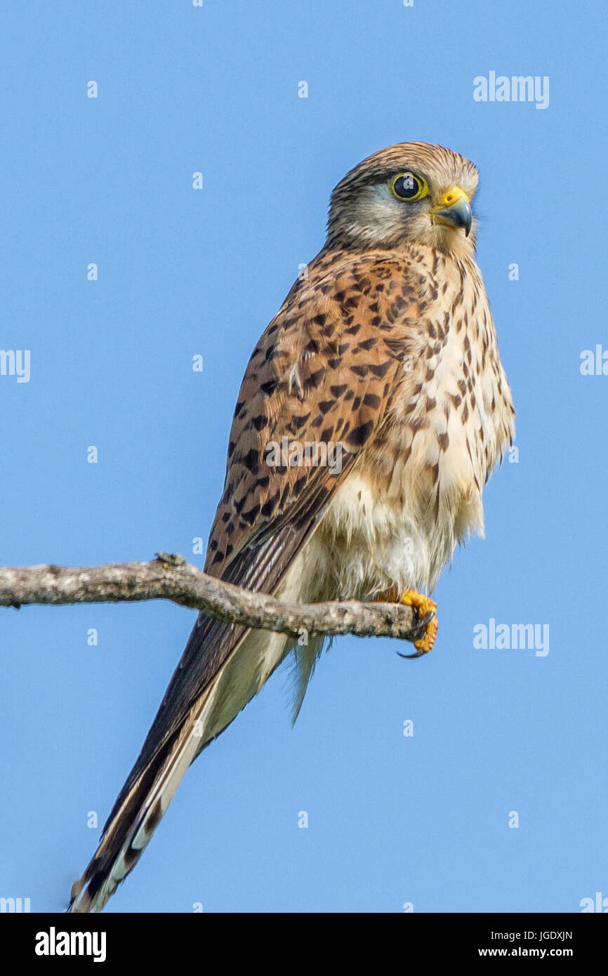 Il Gheppio, il Falco tinnunculus femmina, Turmfalke (Falco tinnunculus ...