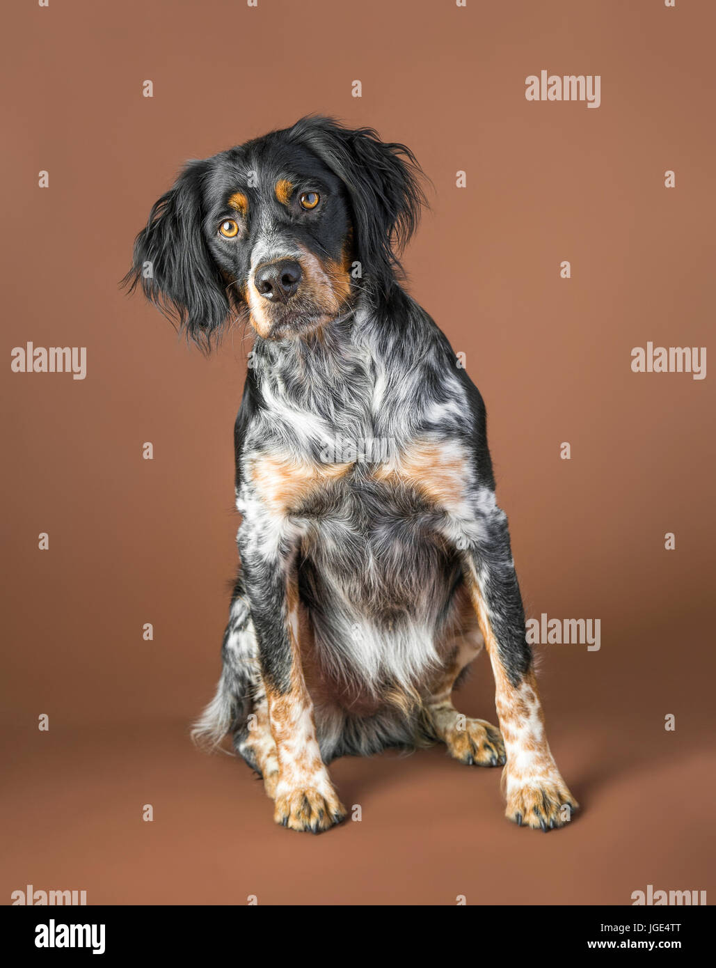 Sagoma di cane seduto immagini e fotografie stock ad alta risoluzione ...