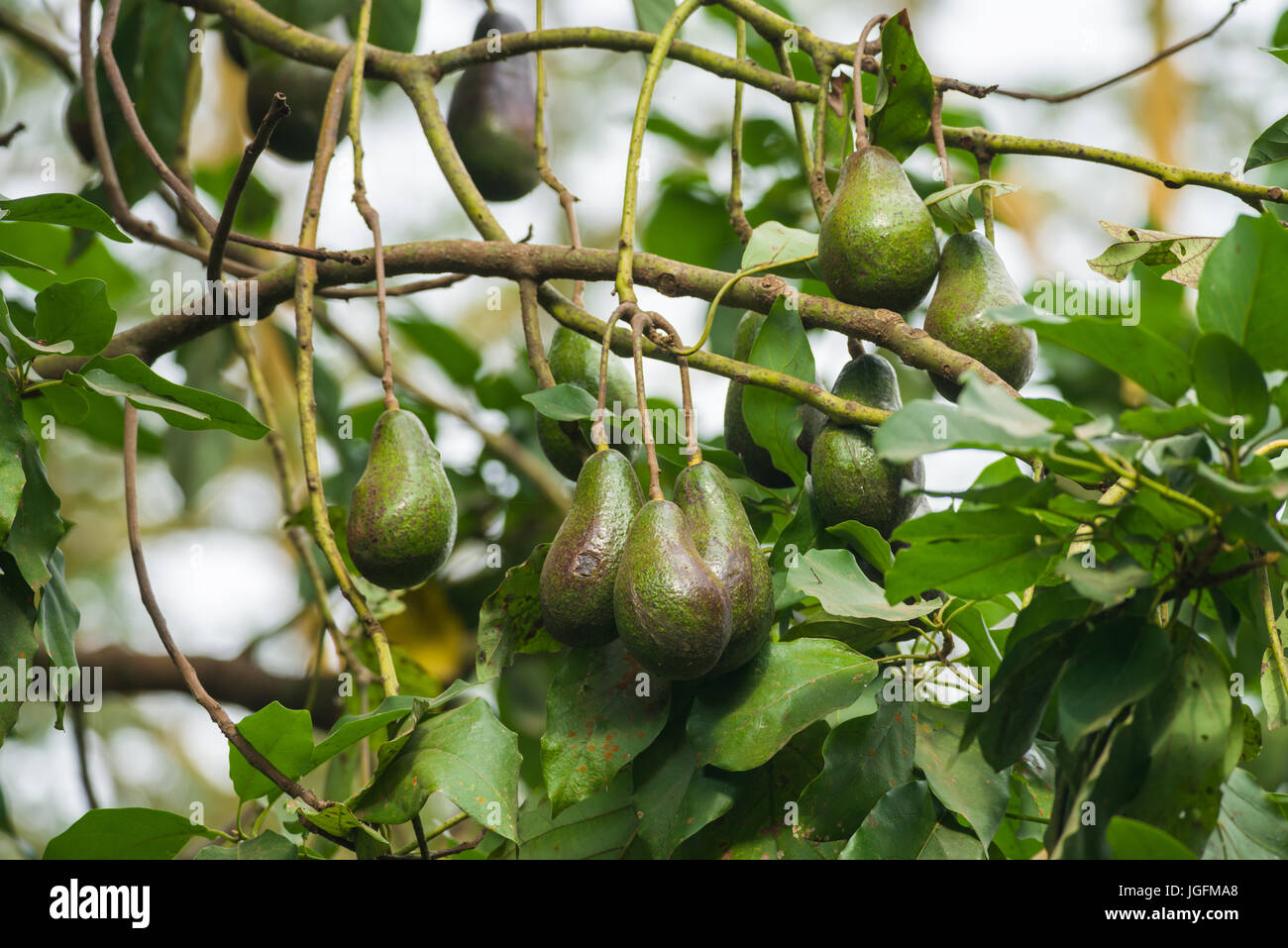 Albero di avocado immagini e fotografie stock ad alta risoluzione - Alamy