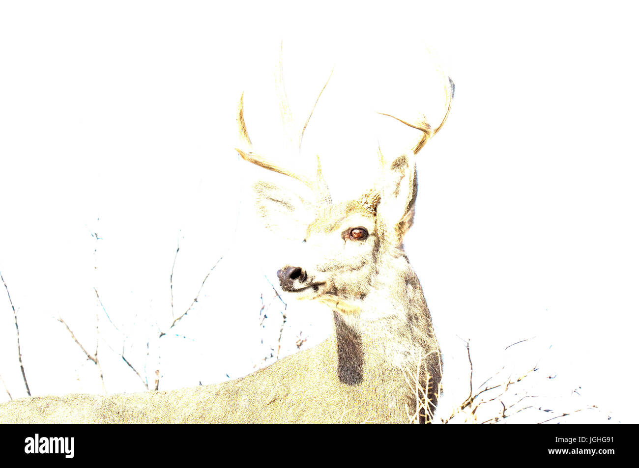 Cervo mulo, Nord America, Odocoileus hemionus (Cerf mulet) Mule Deer ...