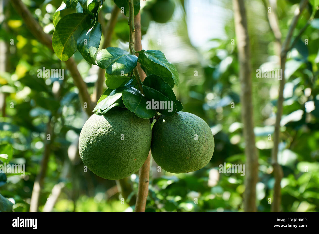 Albero di pomelo immagini e fotografie stock ad alta risoluzione - Alamy