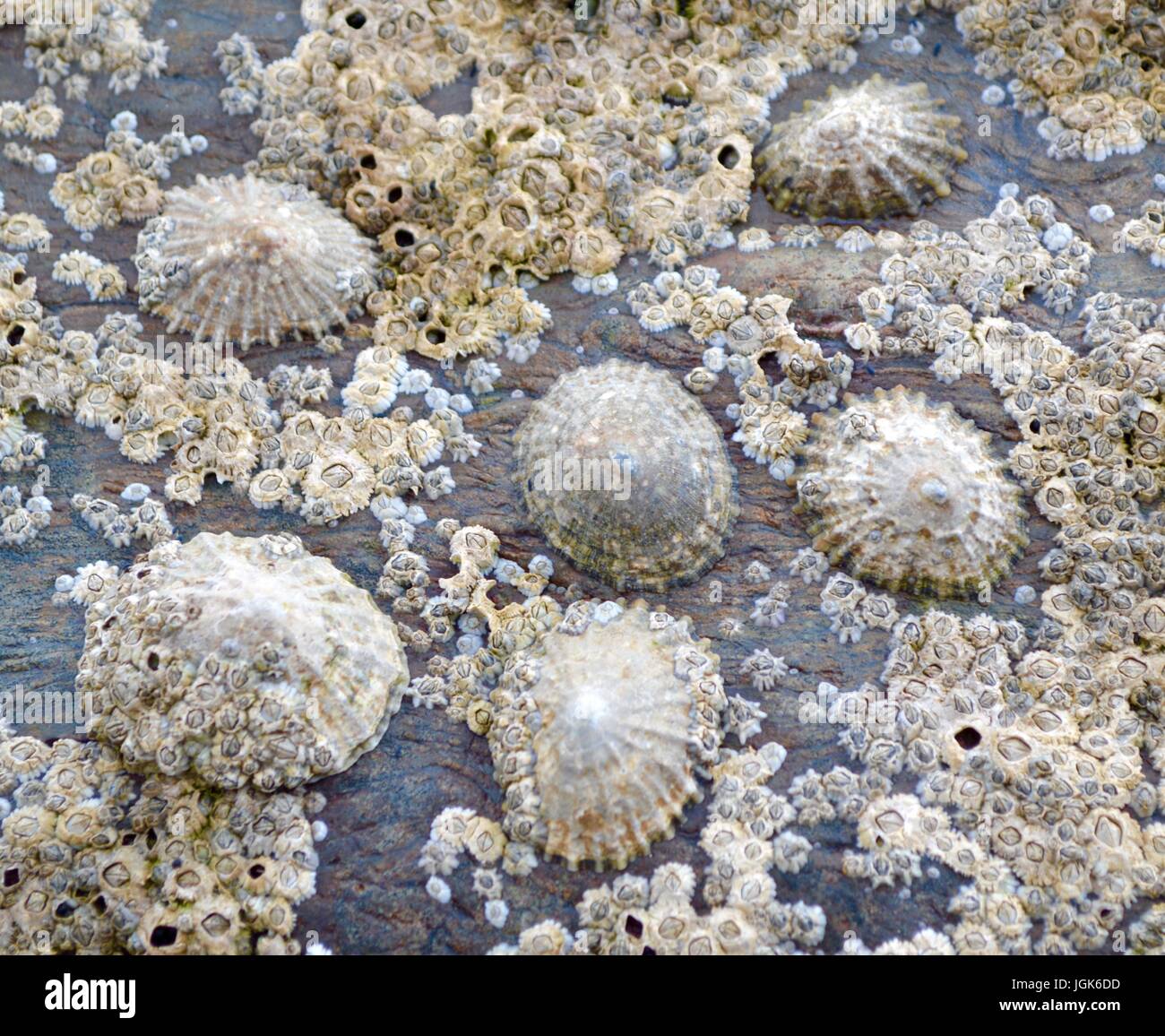 Molluschi gasteropodi marini immagini e fotografie stock ad alta ...