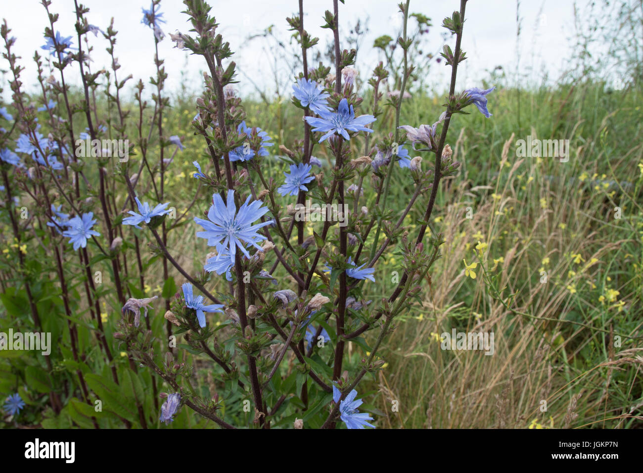 I delicati fiori blu di cicoria selvatica Cichorium intybus Foto stock ...