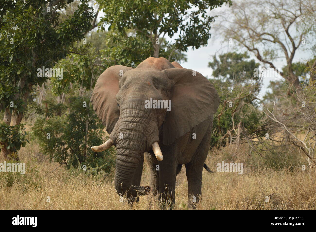 Elefante più grande immagini e fotografie stock ad alta risoluzione - Alamy
