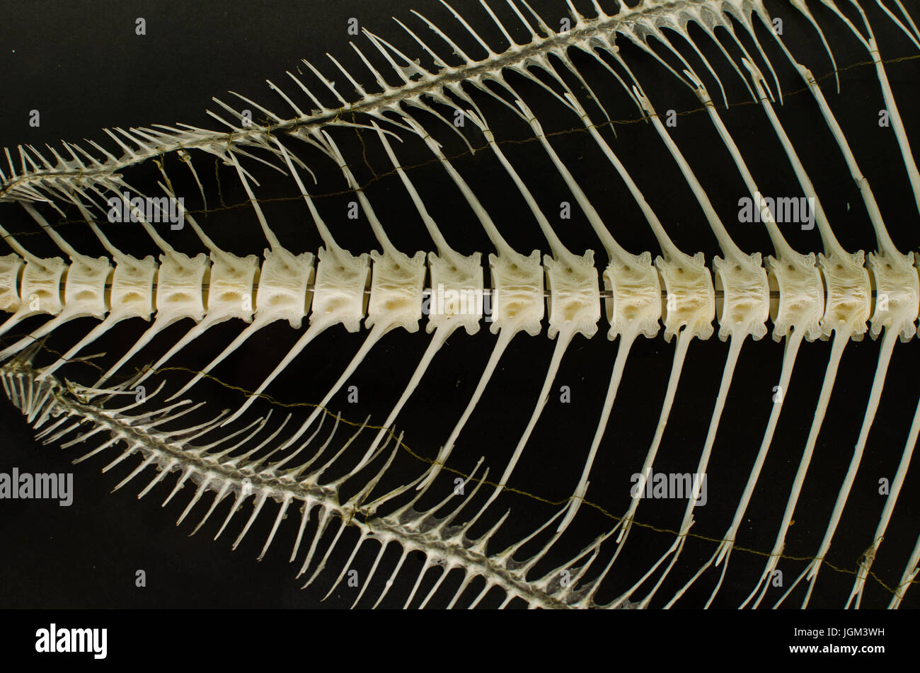 Ossa di pesce immagini e fotografie stock ad alta risoluzione - Alamy