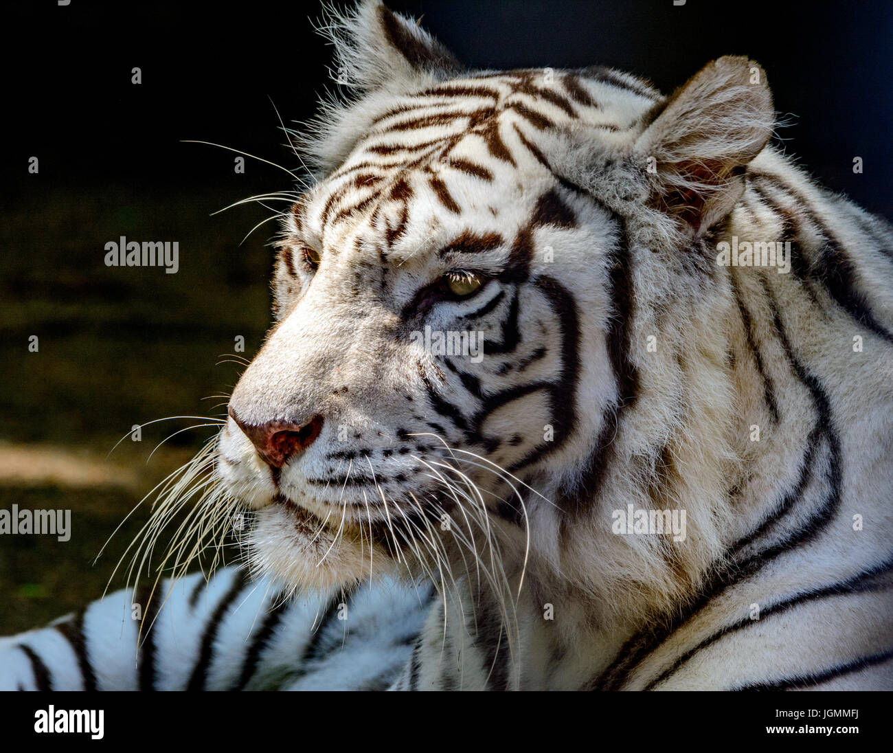 Tigre Bianca Faccia Laterale