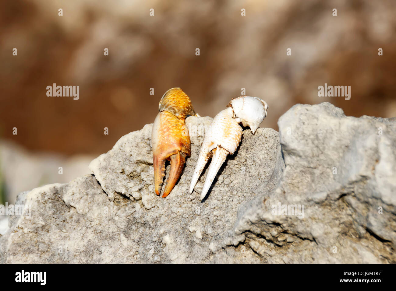 Chela di granchio immagini e fotografie stock ad alta risoluzione - Alamy