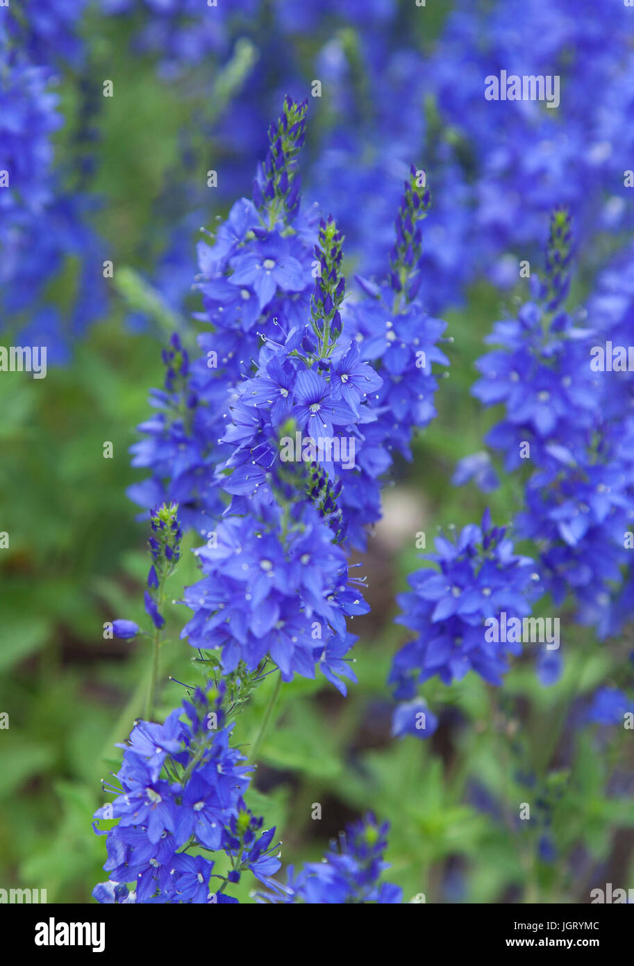 Pianta di veronica immagini e fotografie stock ad alta risoluzione - Alamy