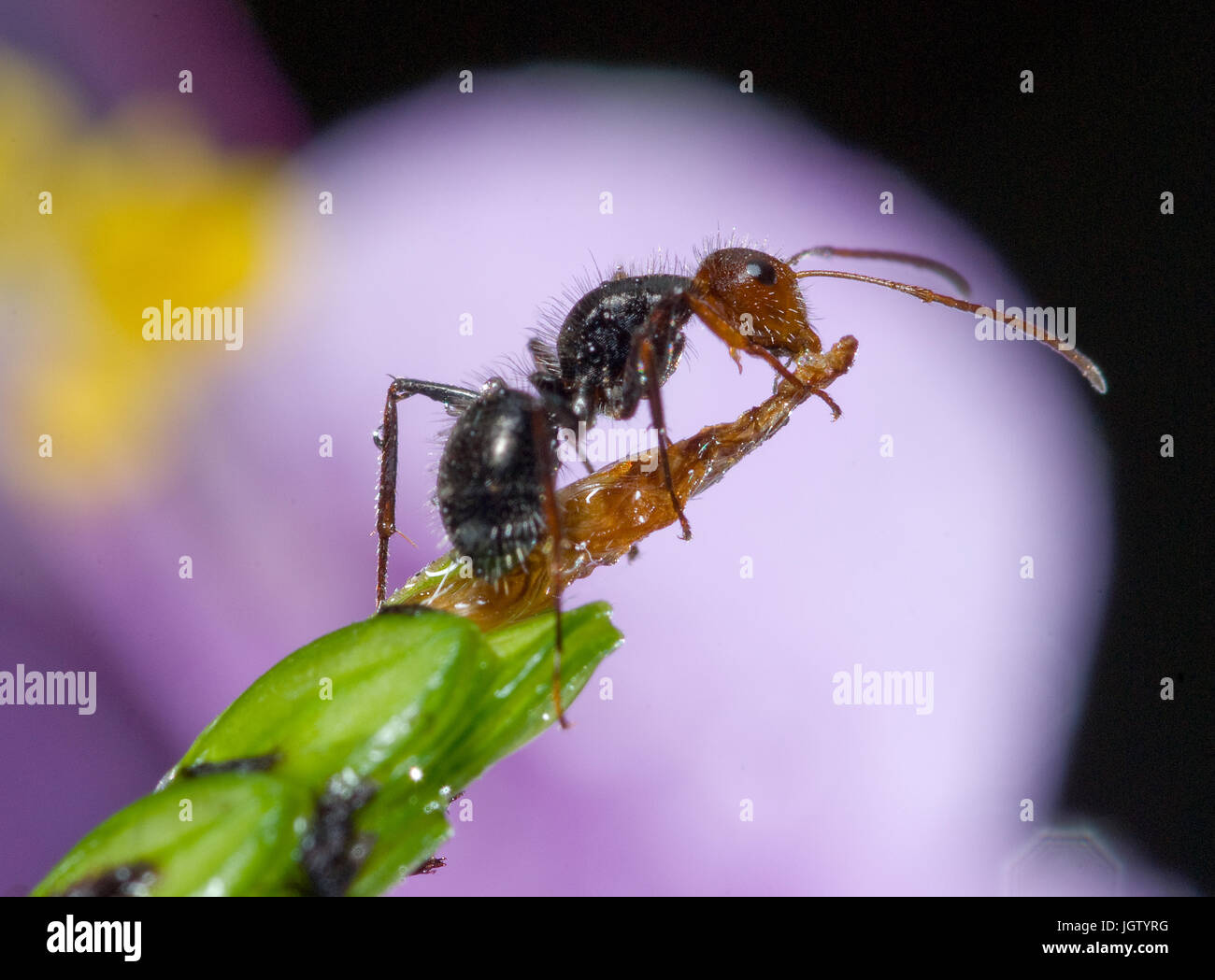 Faccia di formica immagini e fotografie stock ad alta risoluzione ...