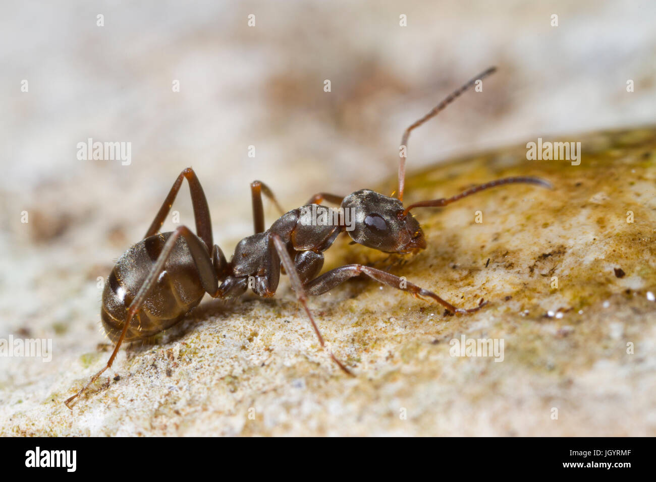 Formica cunicularia immagini e fotografie stock ad alta risoluzione - Alamy