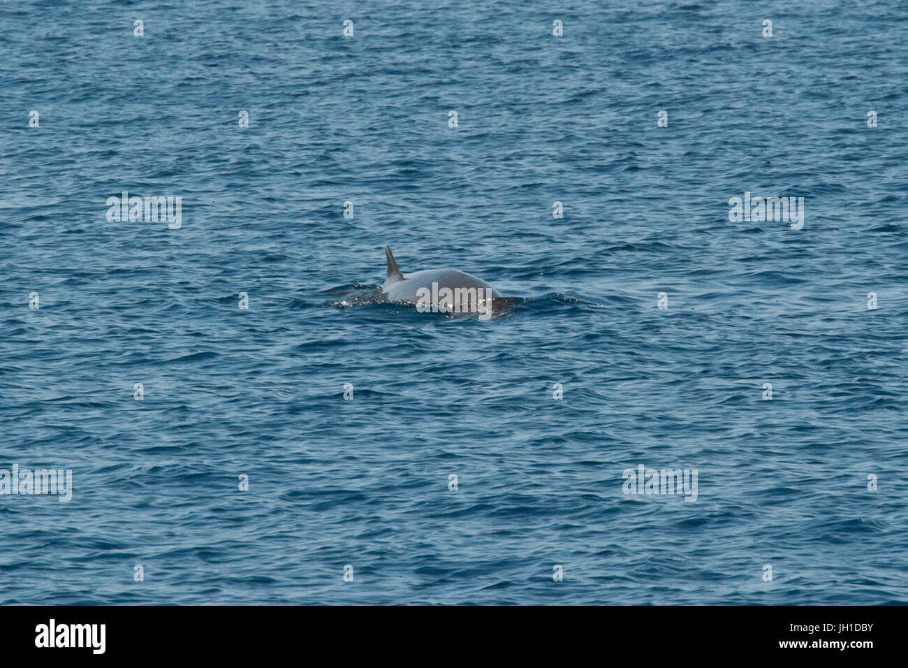 Balena dal becco denso immagini e fotografie stock ad alta risoluzione ...