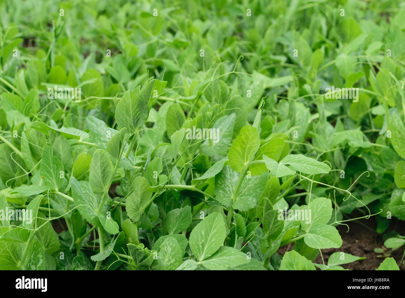 Pianta di piselli immagini e fotografie stock ad alta risoluzione - Alamy