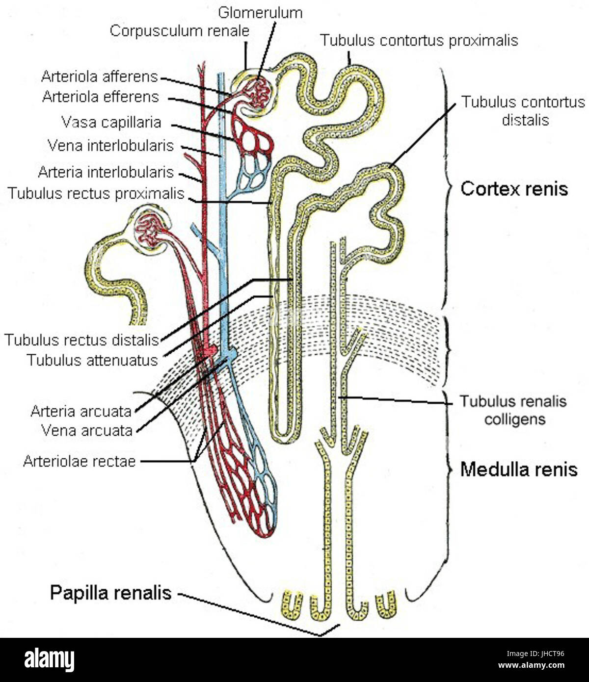 Kidney and nephron immagini e fotografie stock ad alta risoluzione - Alamy