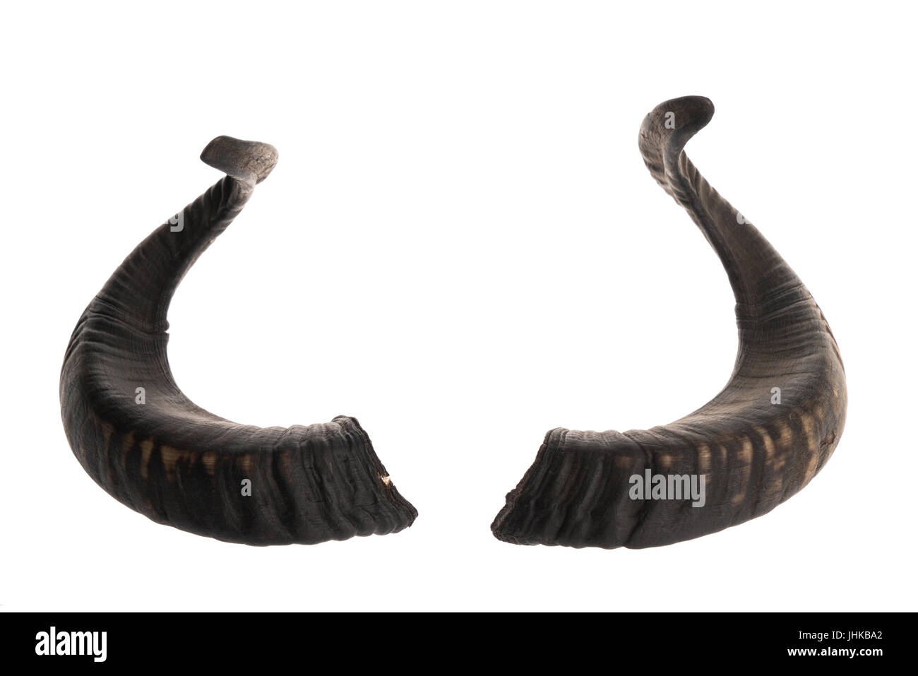 Anatomia del corno immagini e fotografie stock ad alta risoluzione - Alamy